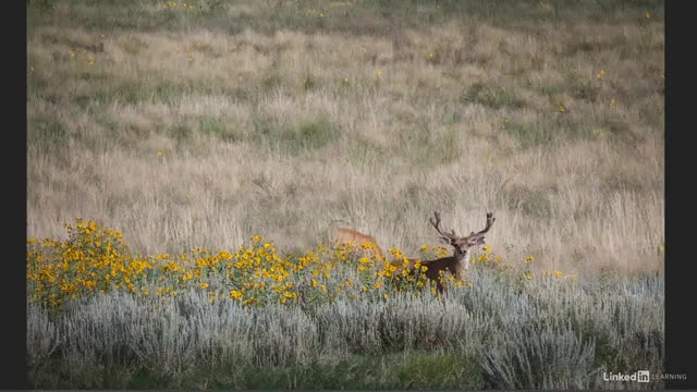 Photoshop 2020 Essential Training: The Basics - Lynda download - نماشا